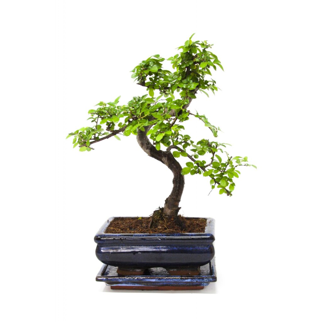 Indoor Bonsai Trees For Sale - Competitive Prices | Bonsai2U