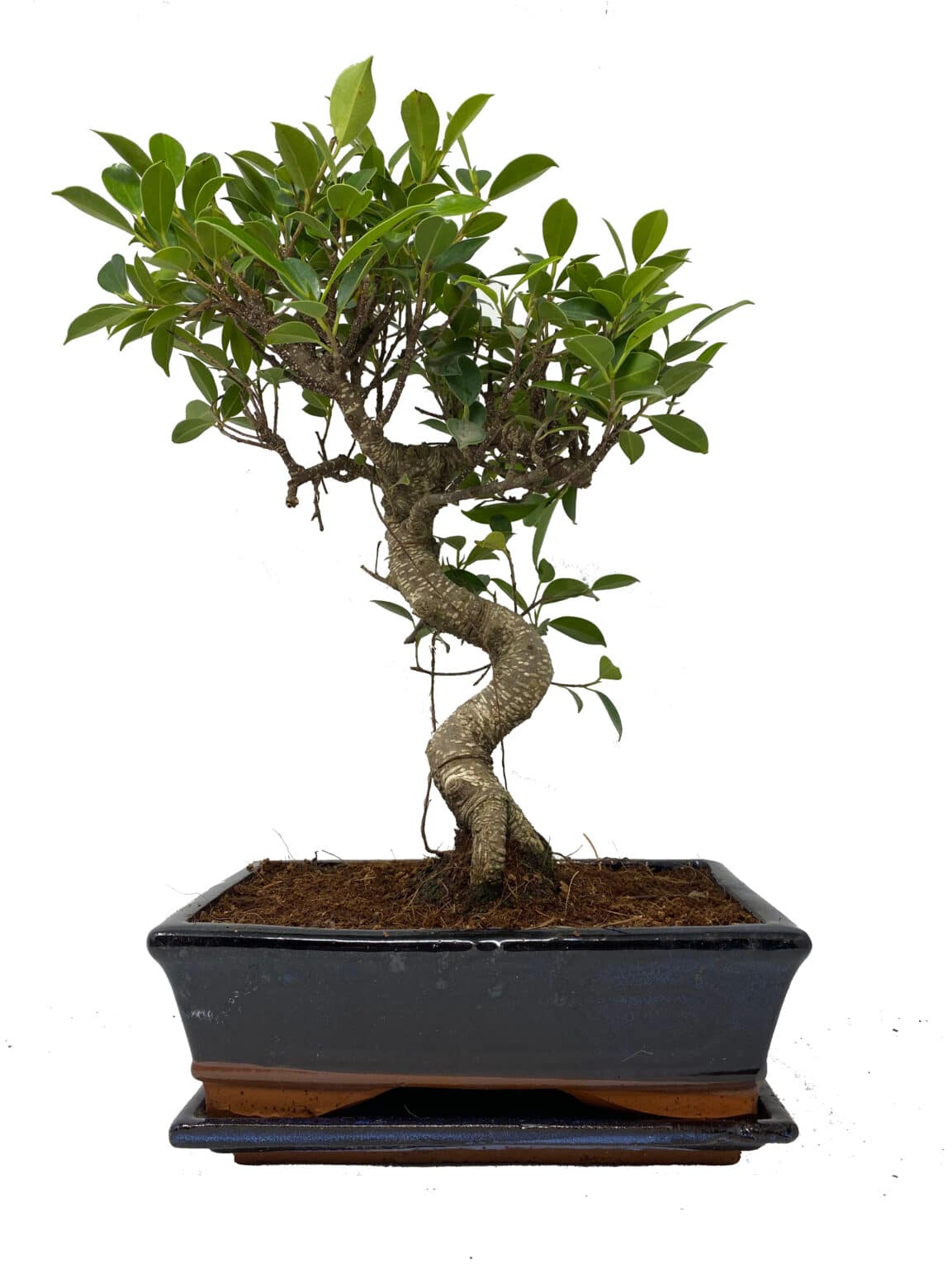 Bonsai Trees for Beginners & Beginners Bonsai | Bonsai2U