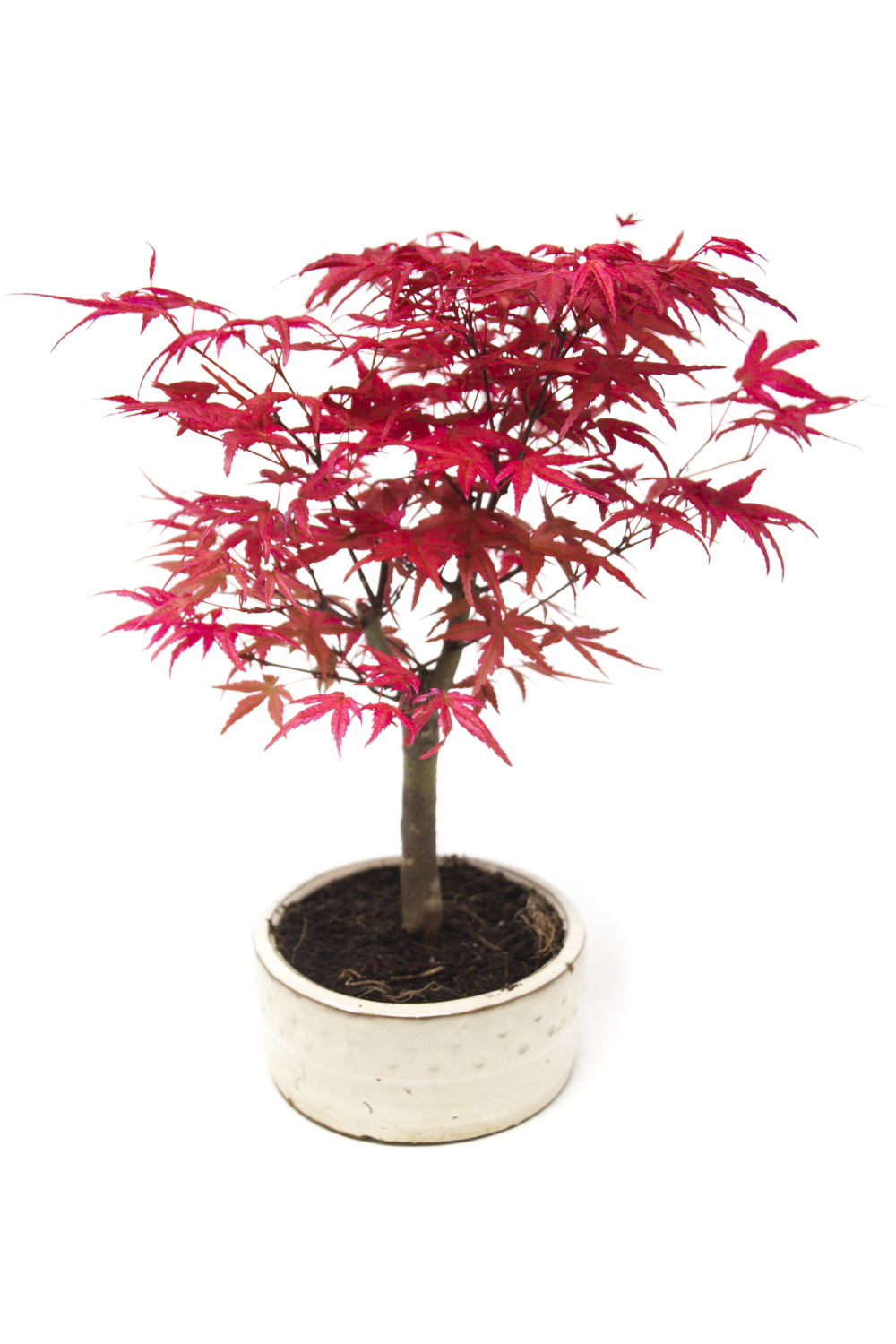 Japanese maple , Acer Palmatum Deshojo - Planted In 12cm Pot - Bonsai2U