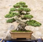 Most Expensive Bonsai Trees in the World | Bonsai2U Blog