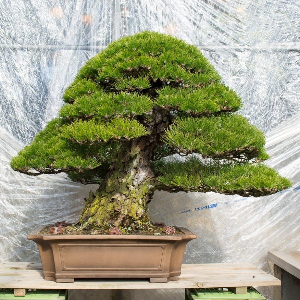 Most Expensive Bonsai Trees in the World | Bonsai2U Blog