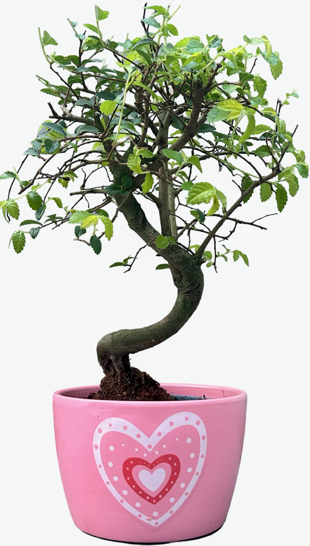 Chinese Elm Bonsai Tree - Pink Love Heart Pot - Bonsai2U