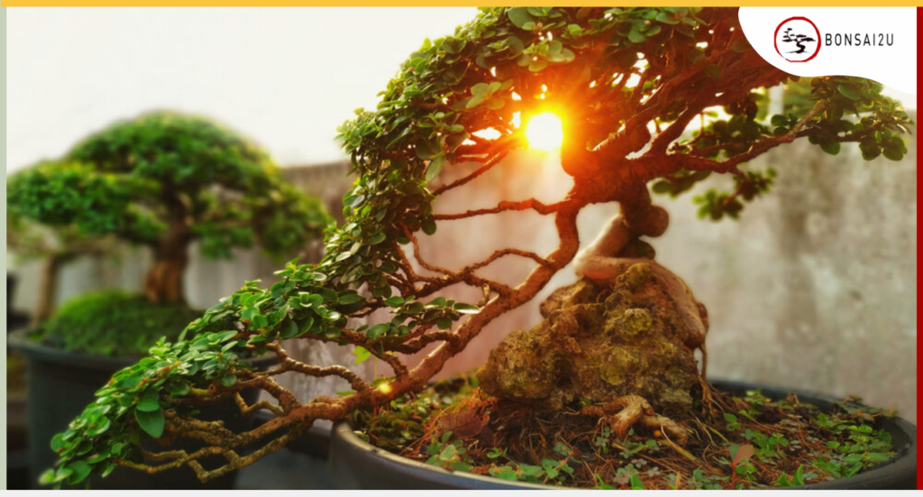 The Meaning of Bonsai - Bonsai Tree Symbolism | Bonsai 2 U Blog