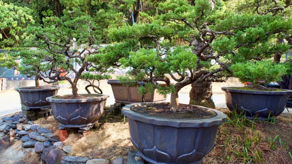 Can any Tree be a Bonsai? | Bonsai 2 U