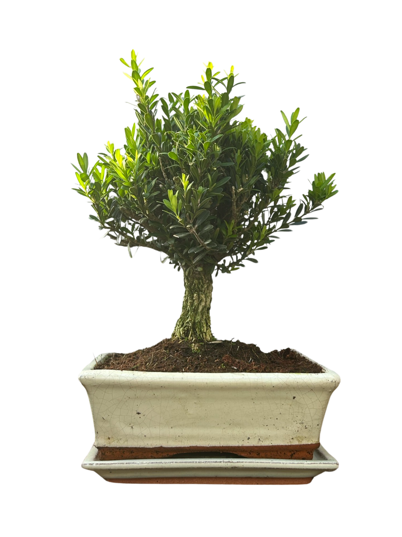 Boxwood (Buxus Harlandii) Broom Style - 20cm Pot - Bonsai2U