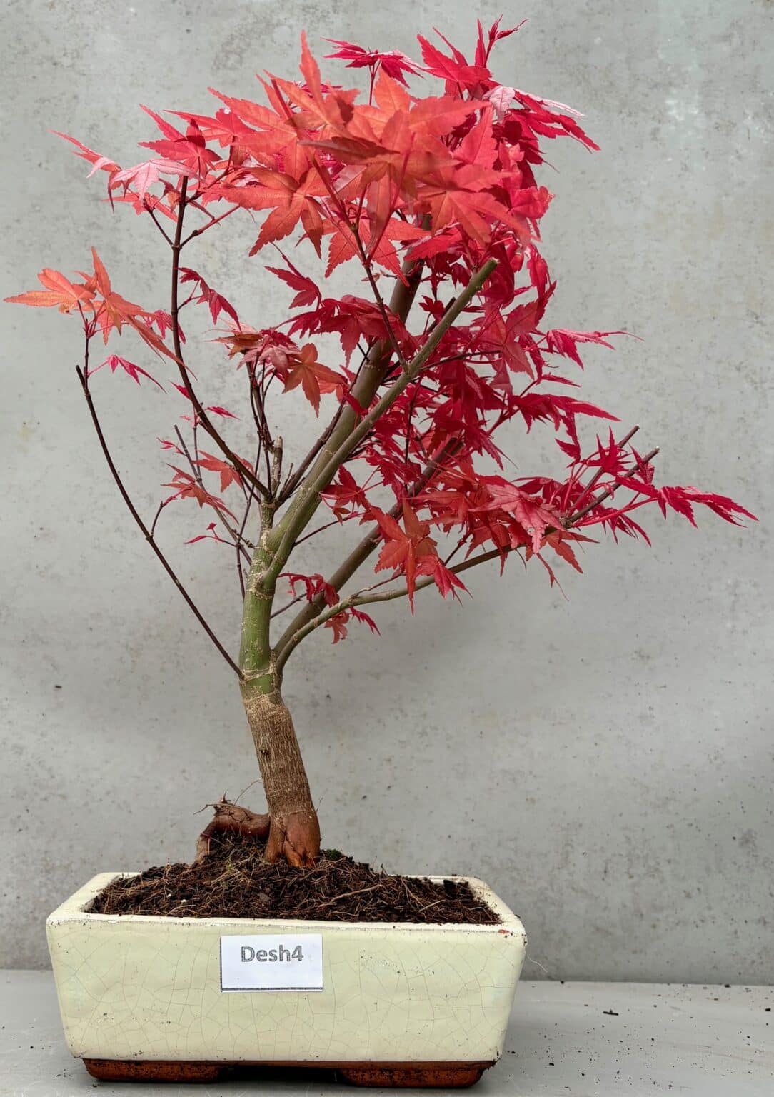 Japanese Maple Bonsai Trees For Sale | Bonsai2U