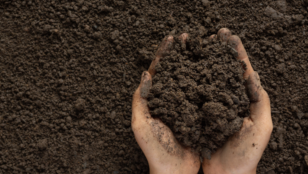 Signs Your Bonsai Soil Needs Replacing | Bonsai2U