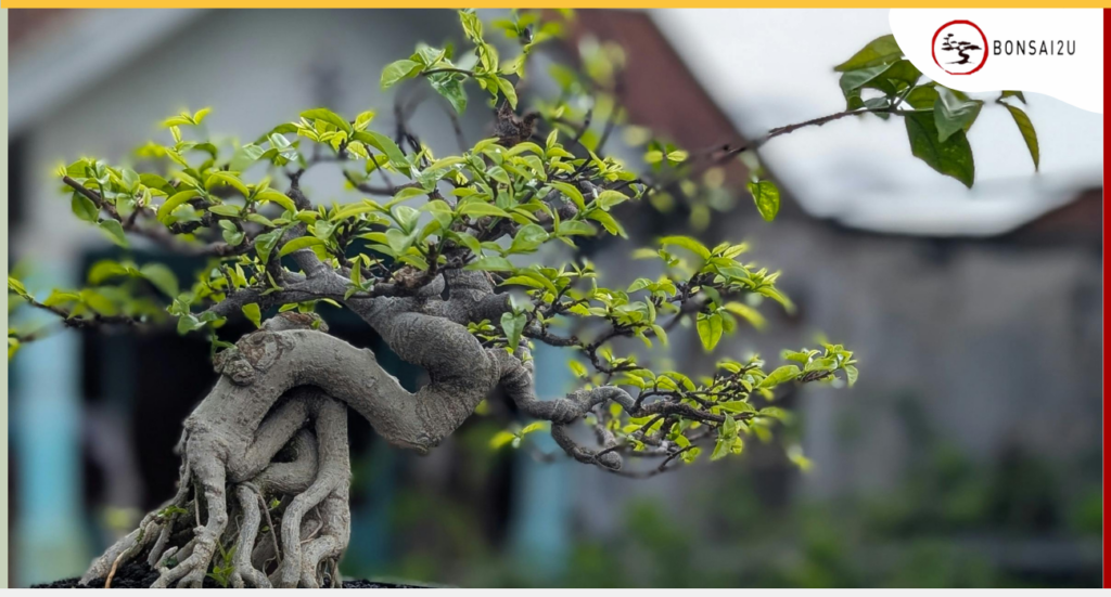 Occasions to Gift a Bonsai Tree: From Birthdays to Weddings | Bonsai2U