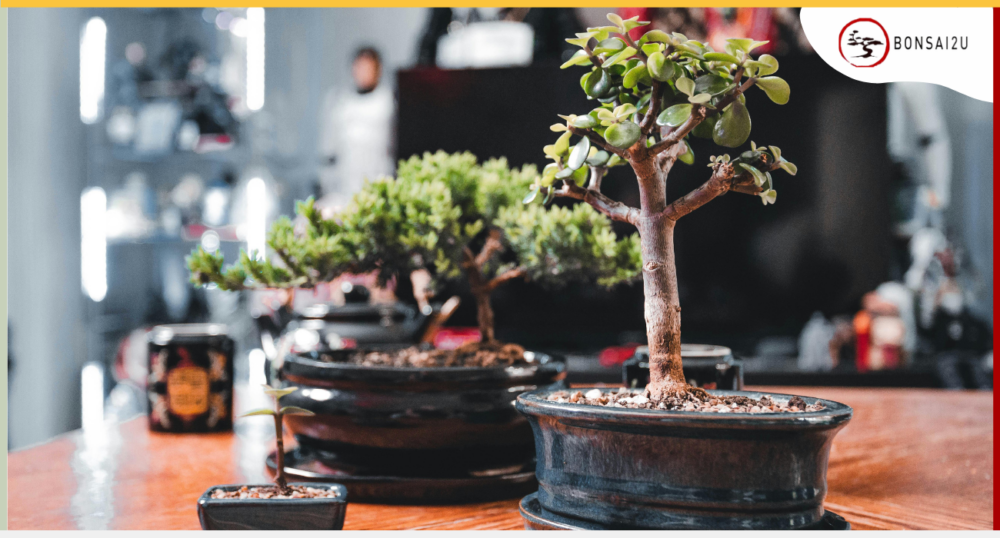 The Most Common Beginner Bonsai Mistakes and How to Avoid Them