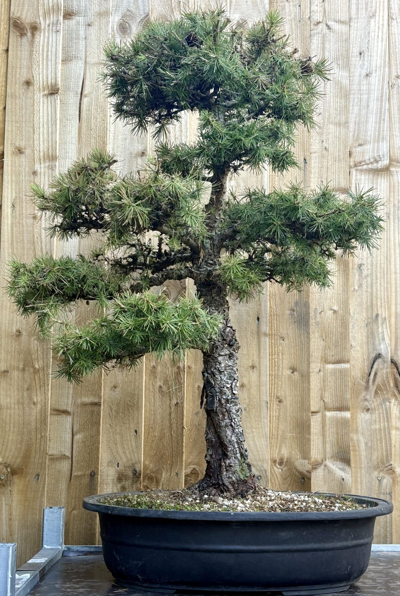 European Larch (Larix Decidua) – Specimen Bonsai – In 56cm Mica Pot ...