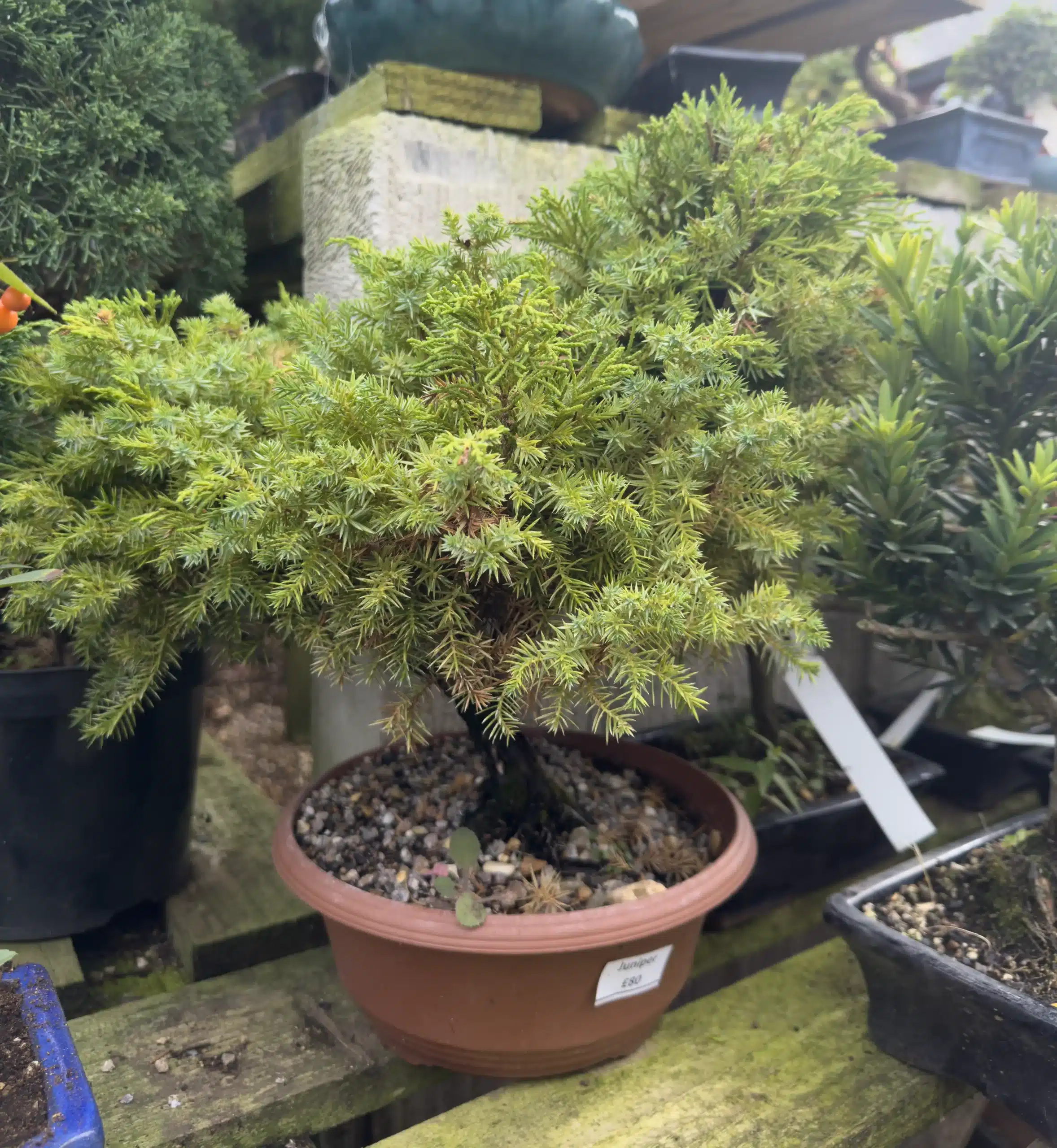 Premium Bonsai Trees - Available to Order Now | Bonsai2U