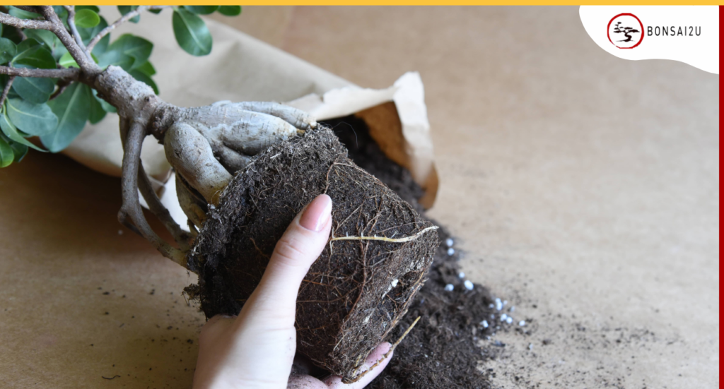 Bonsai Repotting Season: The Complete UK Guide for Healthy Bonsai