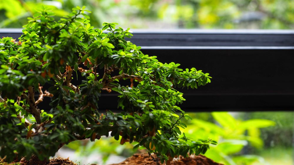 Can Bonsai Trees Recover From Long Periods of Neglect? - Bonsai2U