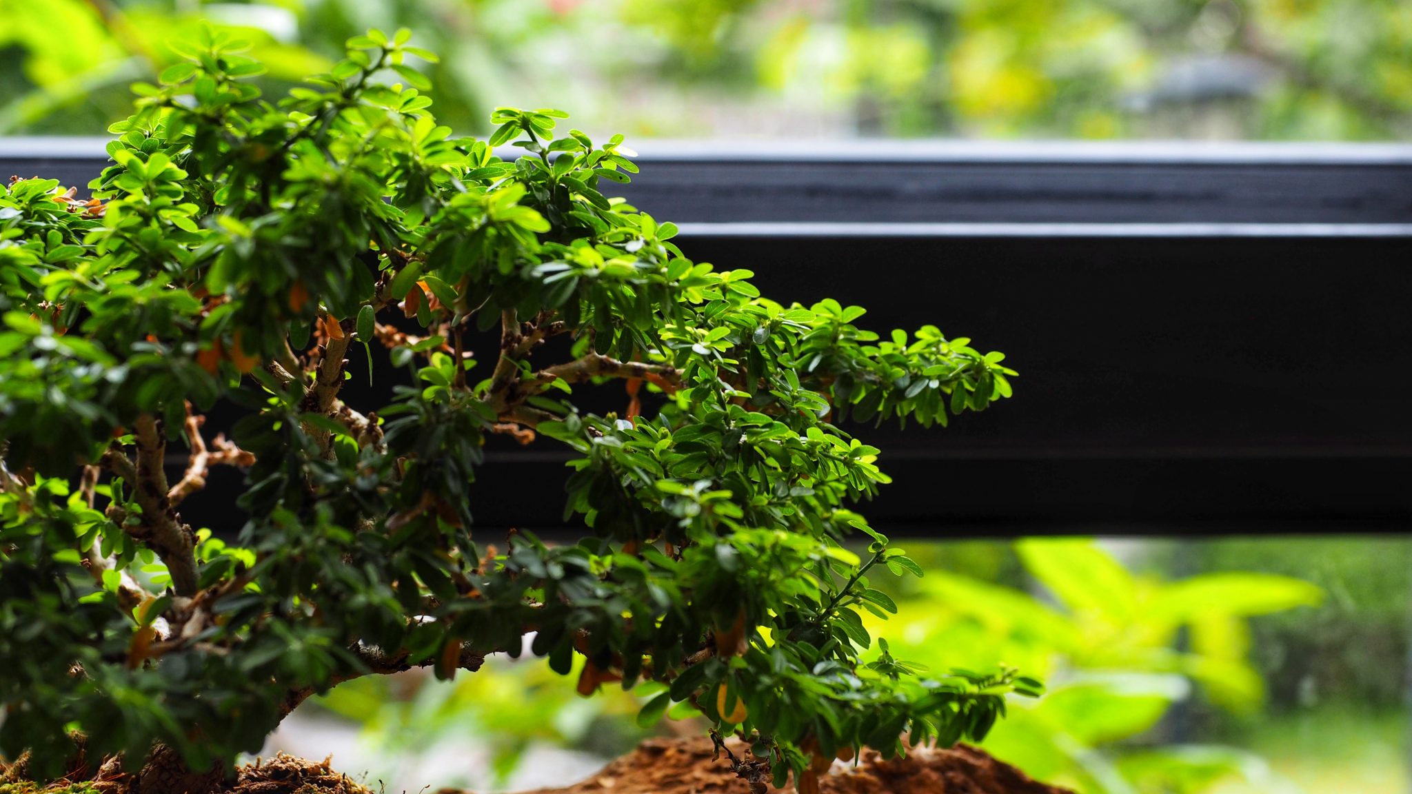 Can Bonsai Trees Recover From Long Periods of Neglect? - Bonsai2U